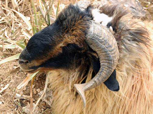 A Ram in northern Jordan. Photo by Ferrell Jenkins. | Ferrell's Travel Blog