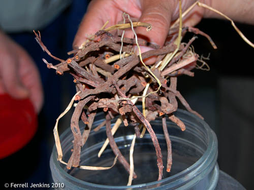 Murex is not the only source of purple | Ferrell's Travel Blog