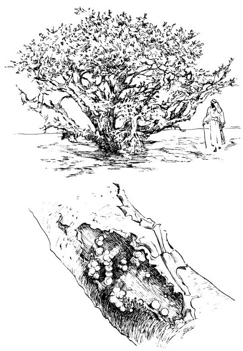 Frankincense comes from a tree | Ferrell's Travel Blog