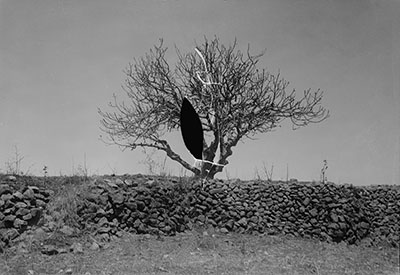 Locusts still plague the Bible lands | Ferrell's Travel Blog