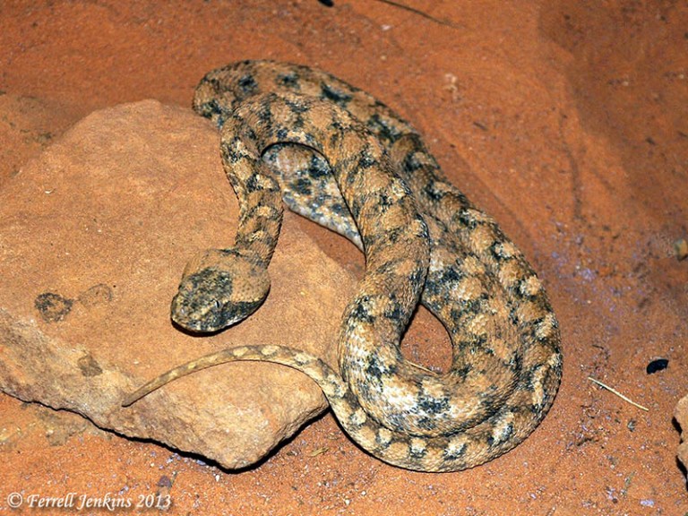 The Persian horned viper (serpent) | Ferrell's Travel Blog