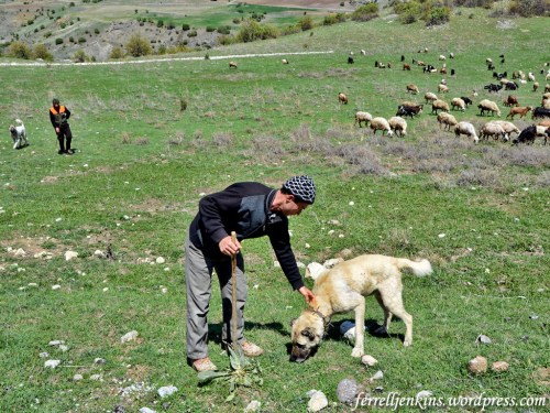 The Kangal sheep dog of Anatolia | Ferrell's Travel Blog