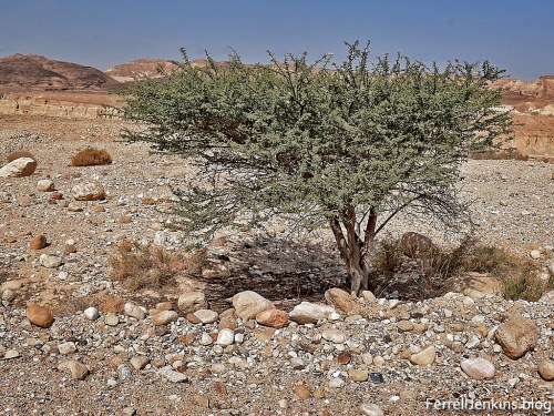 The Arabah – the northern end | Ferrell's Travel Blog