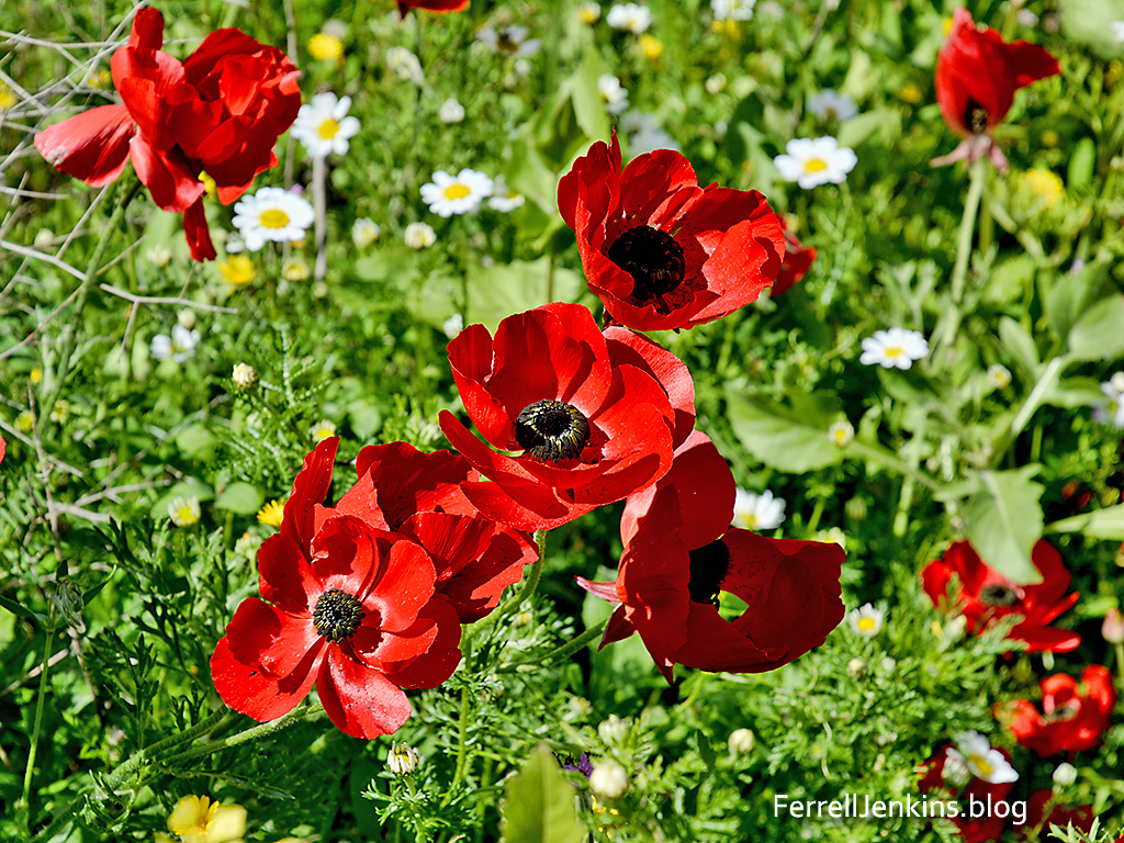 The Beauty of the Bible Land | Ferrell's Travel Blog