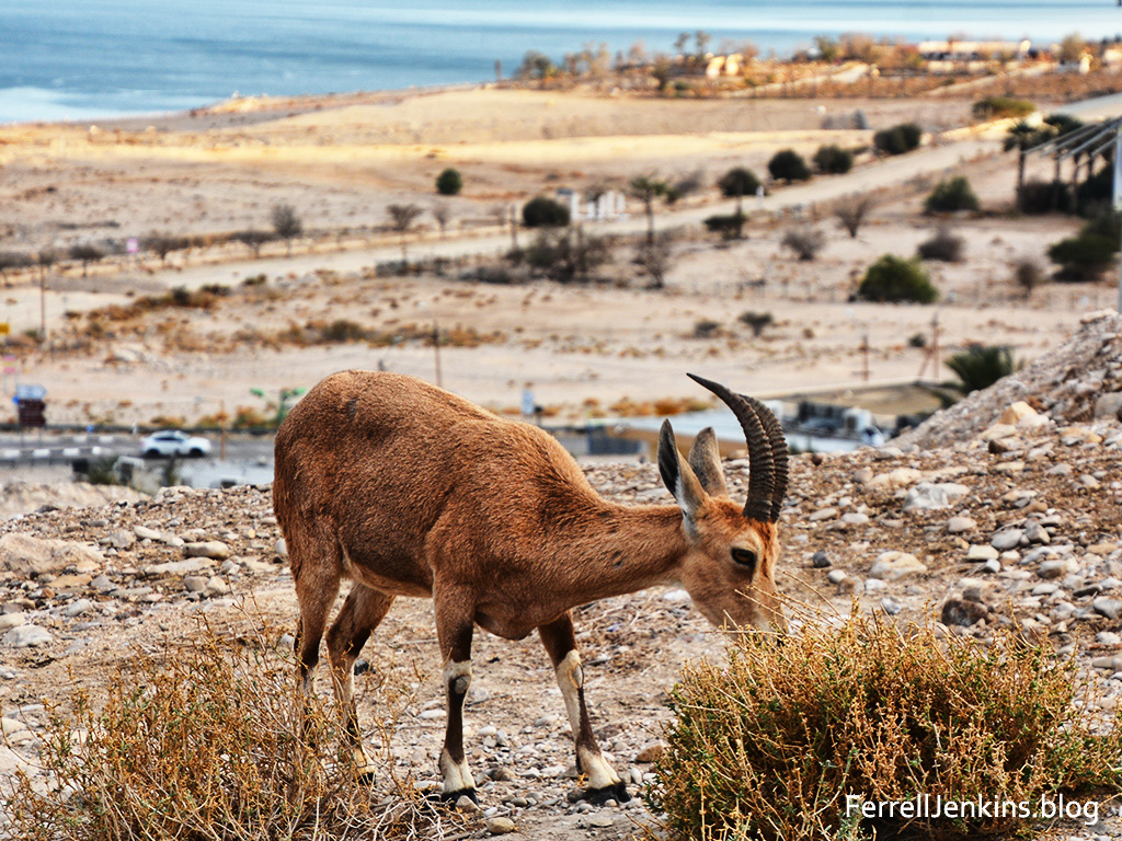 The Beauty of the Bible Land | Ferrell's Travel Blog