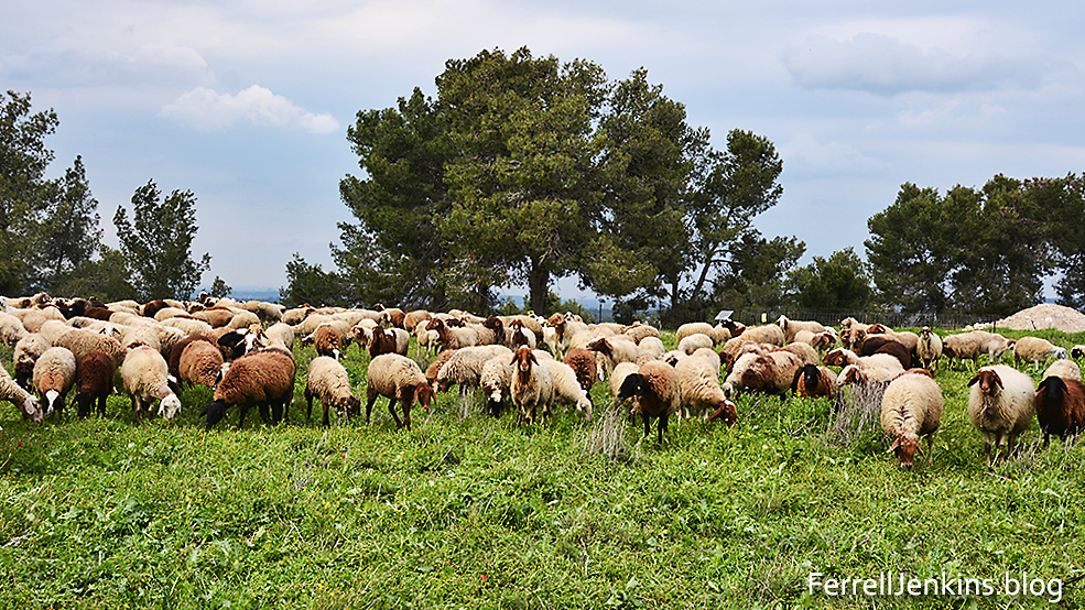 The good shepherd | Ferrell's Travel Blog