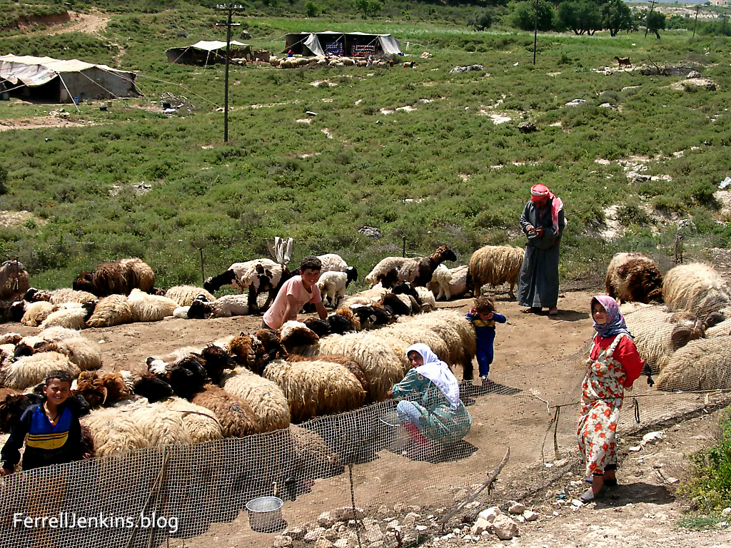 Shearing Sheep in Bible Times | Ferrell's Travel Blog