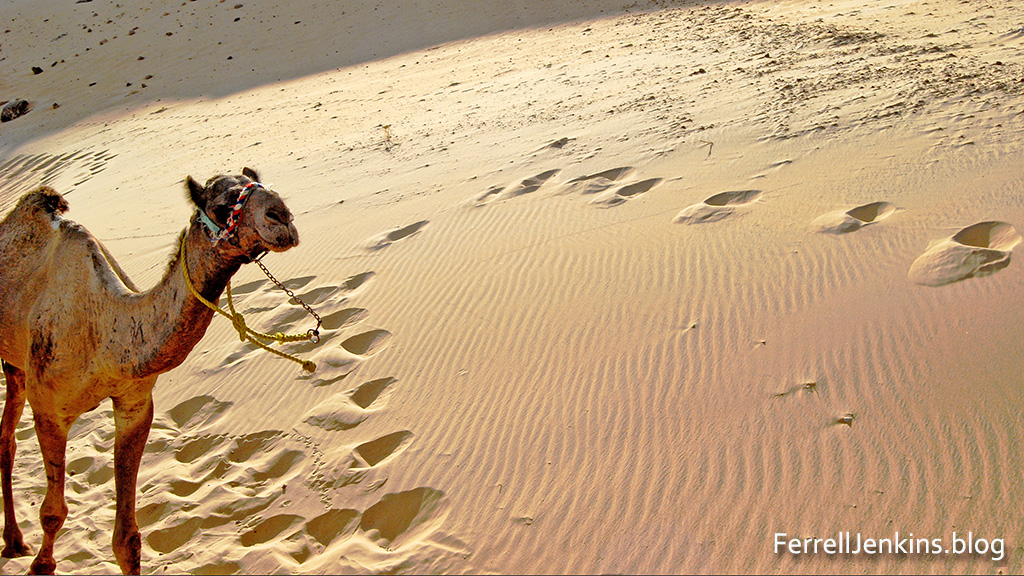 The Desert in Egypt | Ferrell's Travel Blog