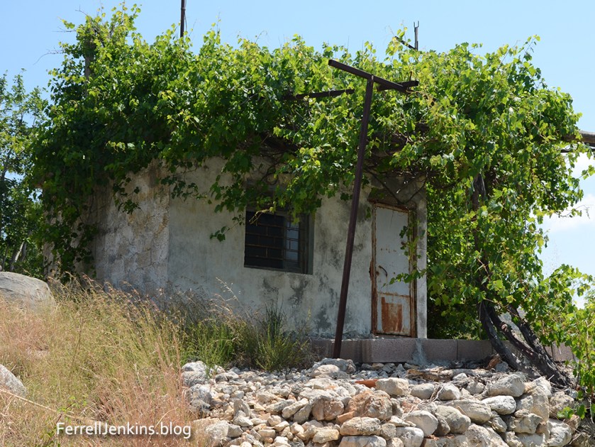 “Every man under his vine and fig tree” | Ferrell's Travel Blog