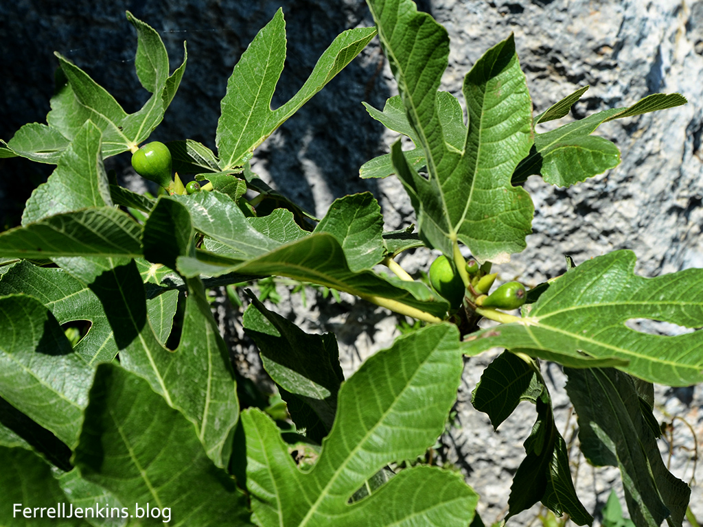 “Every man under his vine and fig tree” | Ferrell's Travel Blog