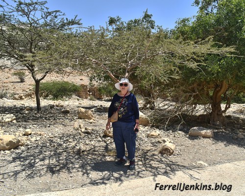 The Broom Tree | Ferrell's Travel Blog